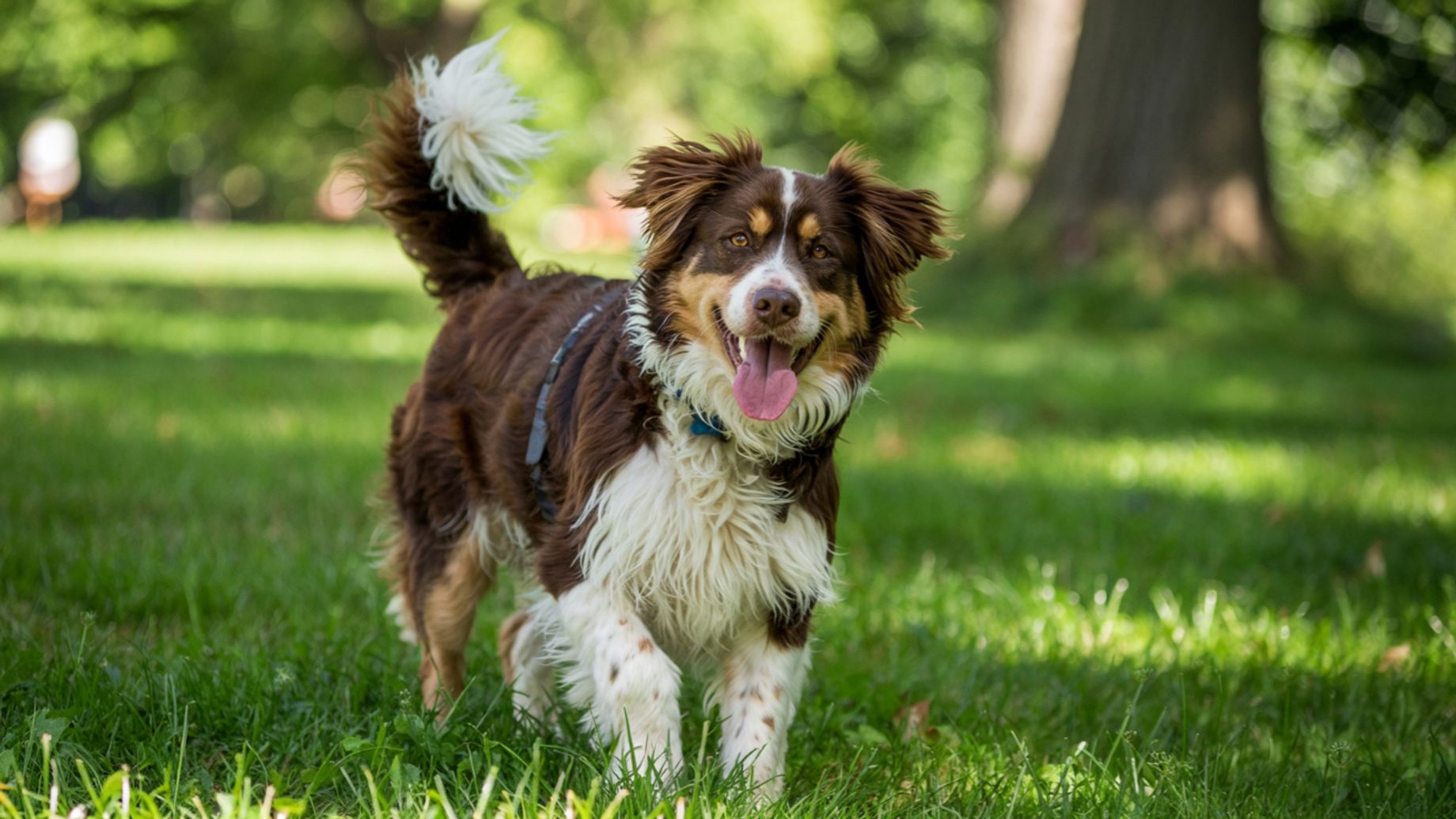 Heartland Dog Patrol