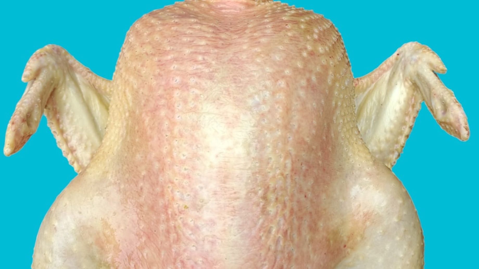 EL POLLO PECHUGON